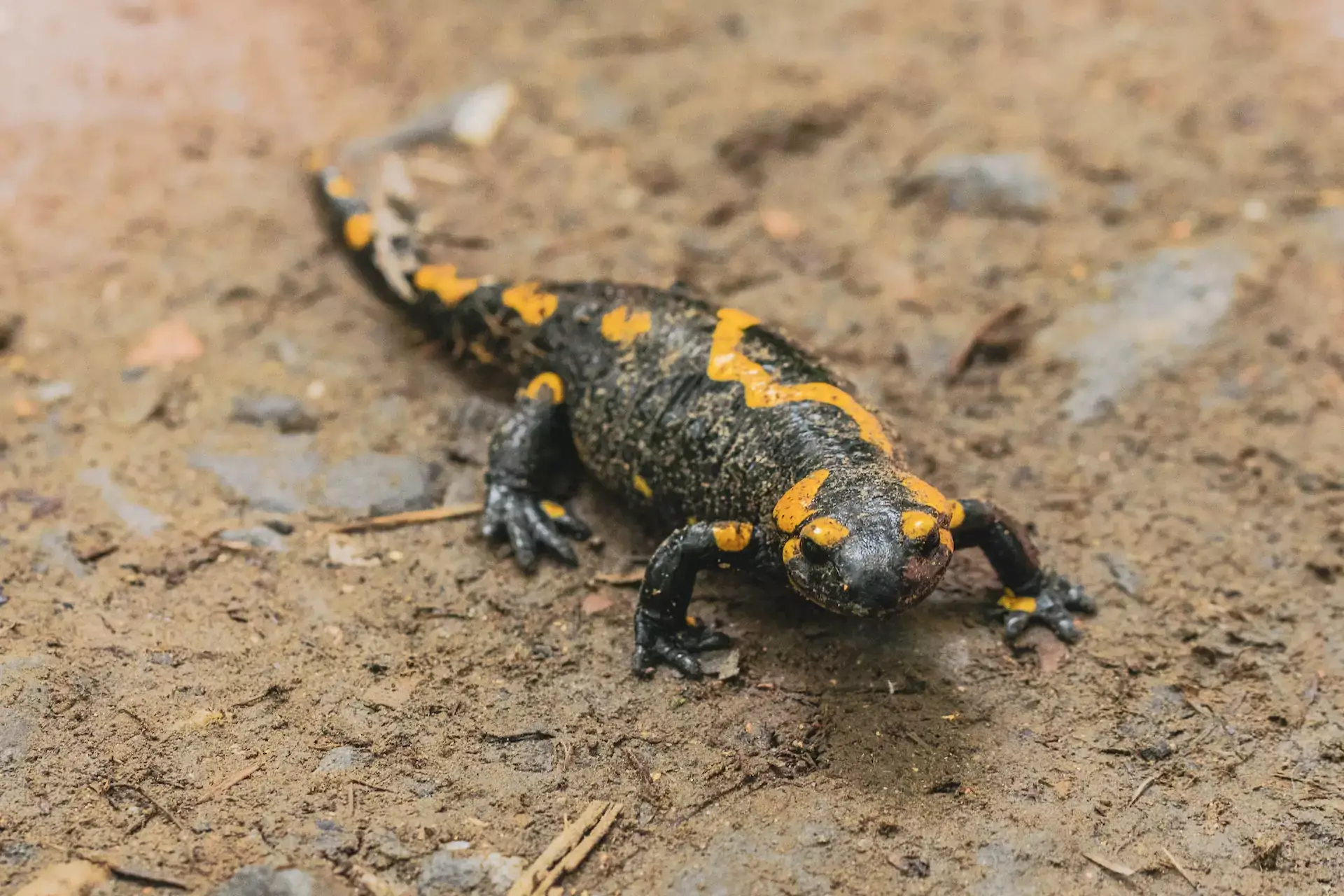 What to Feed a Salamander: Diet Dos and Don’ts for a Pet